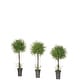 Sullivans Artificial Set of 3 Feather Fern Topiary Tree Set 23"H, 26"H ...
