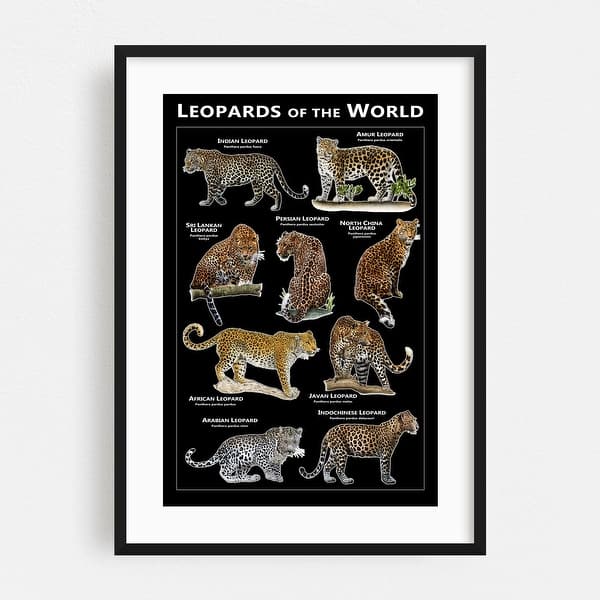 Leopards of the World Illustrations Animals Books Art Print/Poster ...