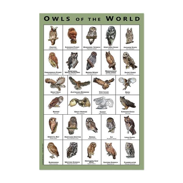 Owls of the World Poster Field Guide Illustrations Art Print/Poster ...