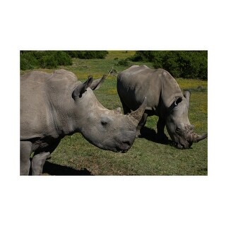 Bob Langrish 'White Rhinoceros 2' Canvas Art - Bed Bath & Beyond - 39538286