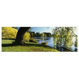 "Willow tree by a lake, Green Lake, Seattle, Washington State" Poster ...