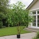 7FT Tall Artificial Banyan Tree w/Natural Trunk &Realistic Silk Leaves ...