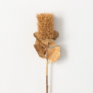 23"H Sullivans Buff Brown Preserved Cirsium, Brown - 2"L x 2"W x 23"H ...