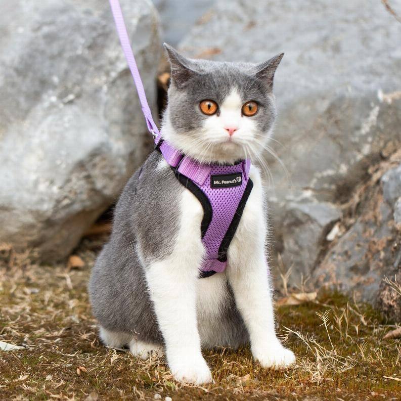 Mr. Peanut's PurrTrek Reflective Cat Harness with Matching Leash ...