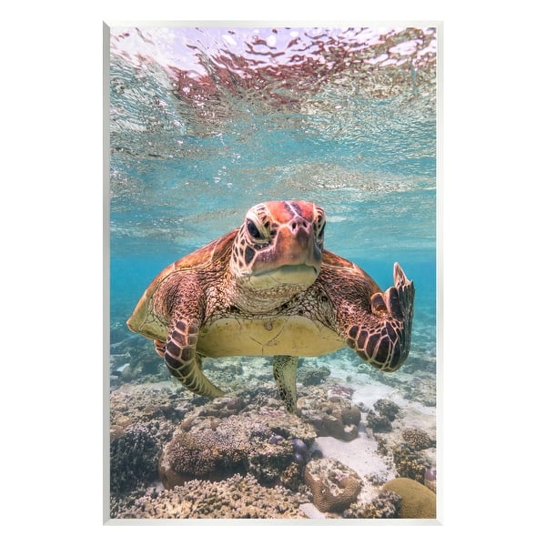 Stupell Angry Turtle Middle Finger Wall Plaque Art Design by Mark ...