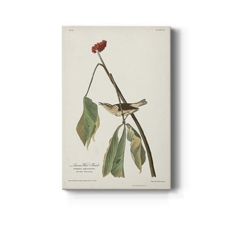 Pl. 19 Louisiana Water Thrush Premium Gallery Wrapped Canvas - Ready to ...