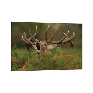 iCanvas "Call Of The Wild - Red Stag" by Dean Mason Canvas Print - Bed ...