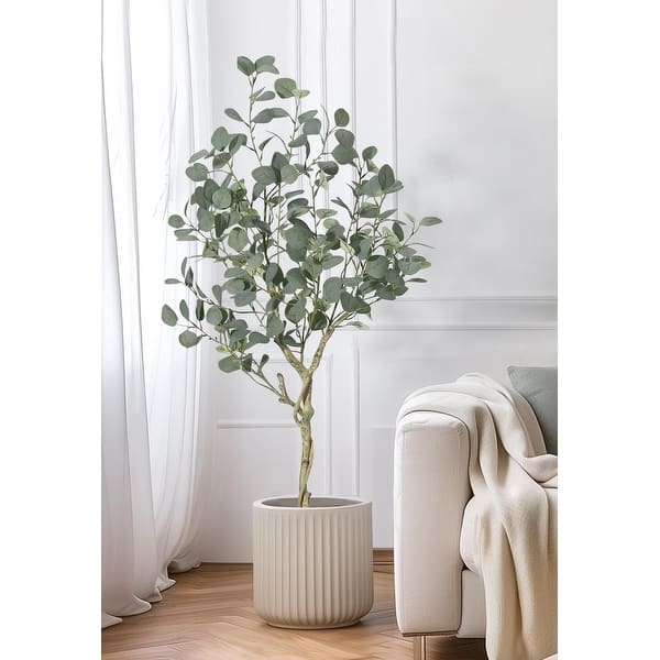 silver dollar eucalyptus tree
