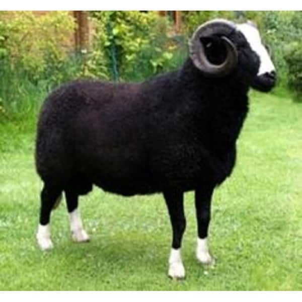 Pendleton Yakima Camp Green Heather Throw - Bed Bath & Beyond - 32428611