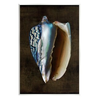 Stupell Conch Shell on Black Wall Plaque Art Design by Caroline Kelly ...