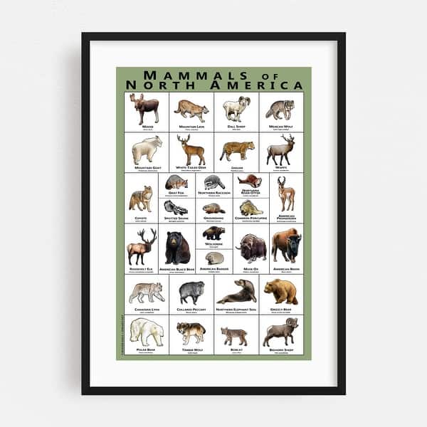 Mammals of North America Illustrations Animals Bear Art Print/Poster ...