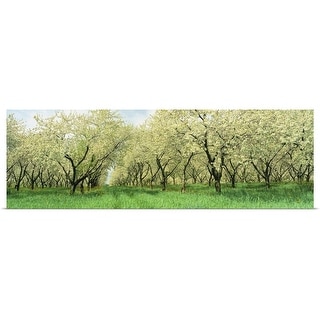 "Minnesota, Rows of cherry trees in an orchard" Poster Print - Bed Bath ...