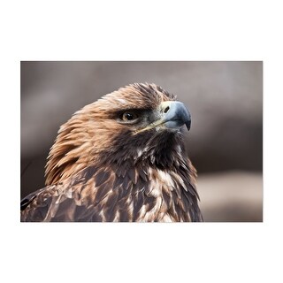 Hooked beak and sharp gaze Photography Art Print/Poster - Bed Bath ...