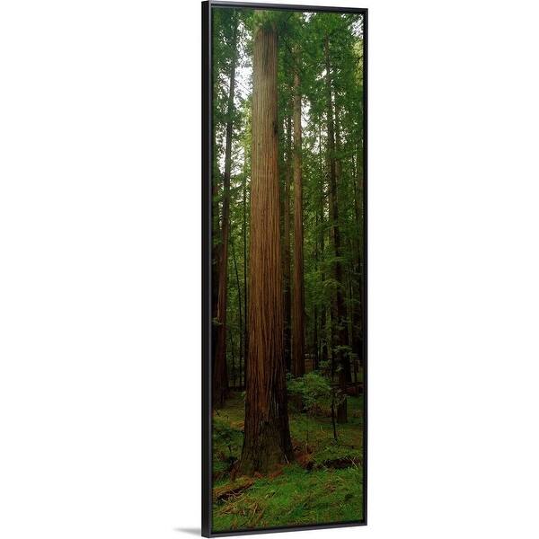 "Giant Redwood Trees Ave of the Giants Redwood National Park Northern ...