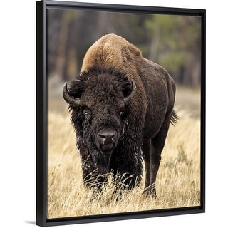 "Bull Bison" Black Float Frame Canvas Art - Bed Bath & Beyond - 25496931