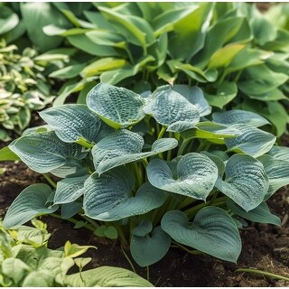 Large Cupped Leaf Drinking Gourd Hosta - 3 Bare Roots - Hardy and Shade ...