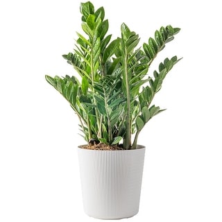 ZZ Plant, Live Indoor Houseplant in Modern Decor Planter, Natural Air ...