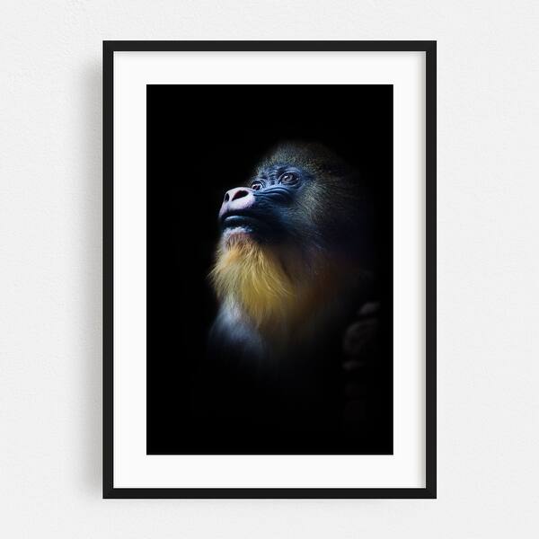 Photography Animals Baboon Bear Bird Birds Cute Snow Art Print/Poster ...