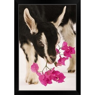 "Domesticated British Alpine goat (kid)." Black Framed Print - Bed Bath ...