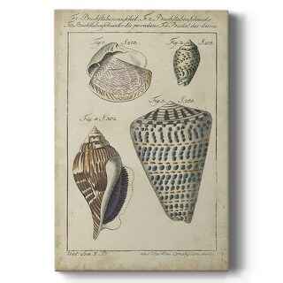 Vintage Shell Study II Premium Gallery Wrapped Canvas - Ready to Hang ...