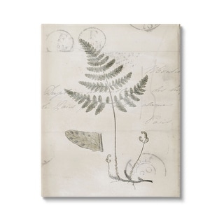 Stupell Antique Fern Woodland Plant Study Canvas Wall Art by Tina ...