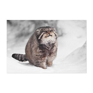 Photography Animals Cat Cute Forest Manul Nature Art Print/Poster - Bed ...