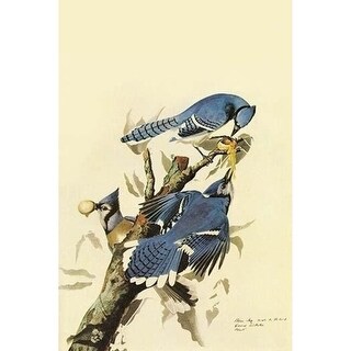 Blue Jay . Fine Vintage Art Reproduction By Buyenlarge. One Of Many ...