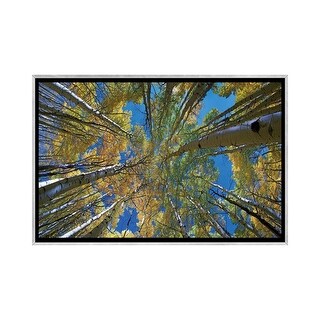 iCanvas "Looking up through Aspens to the sky, Kebler Pass, Colorado ...