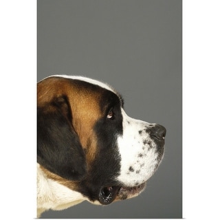 "Side profile of a St. Bernard dog" Poster Print - Multi - Bed Bath ...