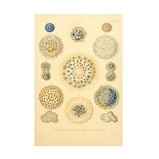 Print Collection 'Collosphaera Radiolaria' Canvas Art - Bed Bath ...