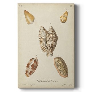 Antique Knorr Shells III Premium Gallery Wrapped Canvas - Ready to Hang ...