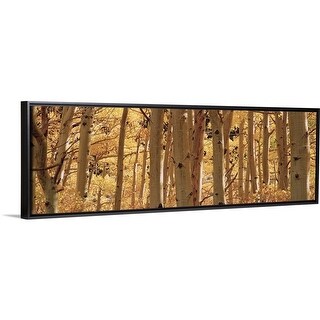 "Aspen trees in a forest, Rock Creek Lake, California" Black Float ...