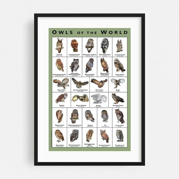 Owls of the World Poster Field Guide Illustrations Art Print/Poster ...