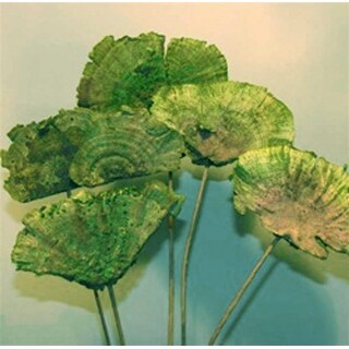 Sponge Mushroom - Stem - Pack Of 12 - Bed Bath & Beyond - 38208175