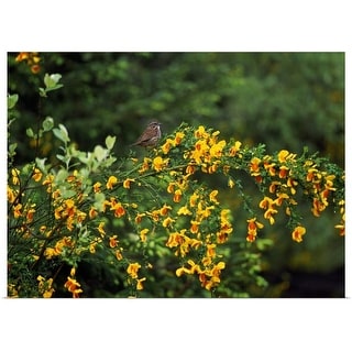 Song Sparrow Bird On Blooming Scotch Broom Plant - Multi - Bed Bath ...