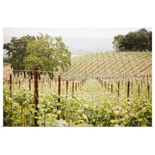 "Vinyard" Poster Print - Multi - Bed Bath & Beyond - 16496068