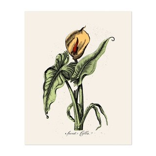 Sweet Calla Illustrations Botanical Botany Family Art Print/Poster ...