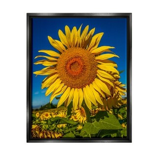 Stupell Summery Sunflower Plant Blooming Summertime Clear Sky Floater ...