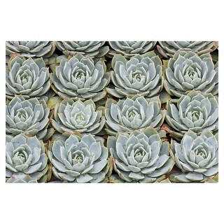 Succulent Grid by Robin Constable Hanson Canvas Art Print - Bed Bath & Beyond - 38936720