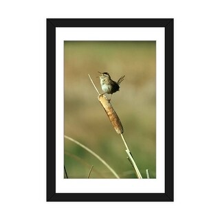 iCanvas "Marsh Wren Singing While Perching On A Common Cattail, Alberta ...