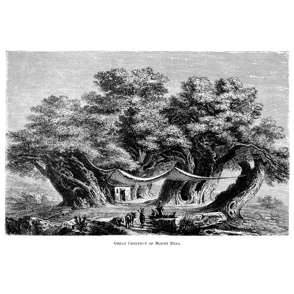 chestnut tree drawing