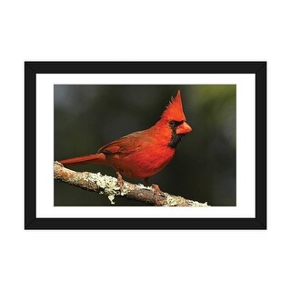 iCanvas "Bright Red - Northern Cardinal" by Brian Wolf PFA - Bed Bath ...