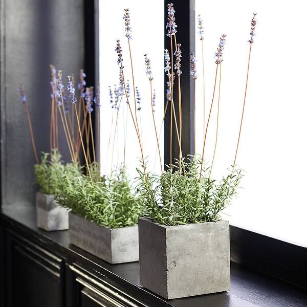 lavender in rectangular pot