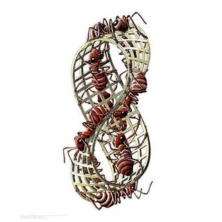 ''Mobius Strip'' by M.C. Escher Optical Art Art Print (25.625 x 21.75 ...