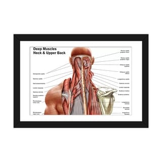 iCanvas "Human Anatomy Showing Deep Muscles In The Neck And Upper Back ...