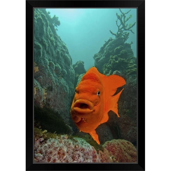 how to draw a garibaldi fish