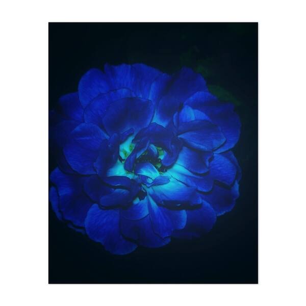 Blue Rose Photography Beach Family Floral Botanical Art Print/Poster ...