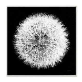 Stupell Dandelion Floral Fluff Flower Black White Photograph,12 x 12 ...