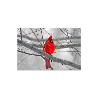 Cardinal Bird Print On Acrylic Glass by Unknown Artist - Bed Bath ...