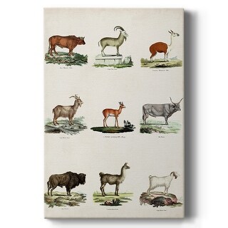 Antique Animal Chart I Premium Gallery Wrapped Canvas - Ready to Hang ...